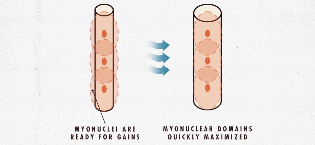 The Newbie Gains Guide for Skinny Guys