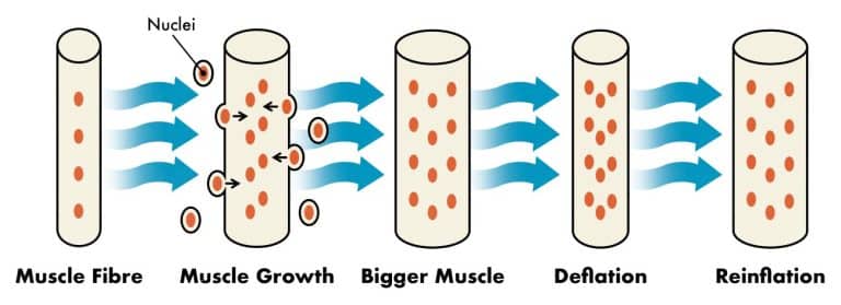 The Cutting Guide: How to Burn Fat While Building A Bit of Muscle
